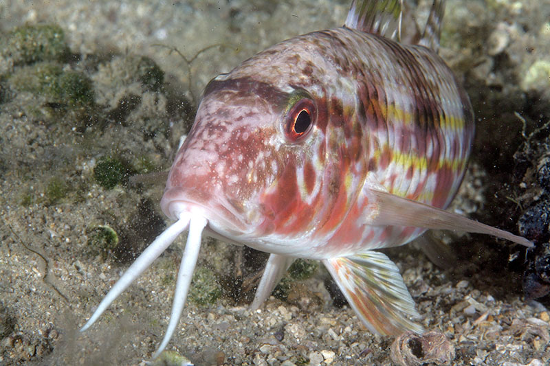 Morski: Brkaš, oli ti ga, trlja blatarica