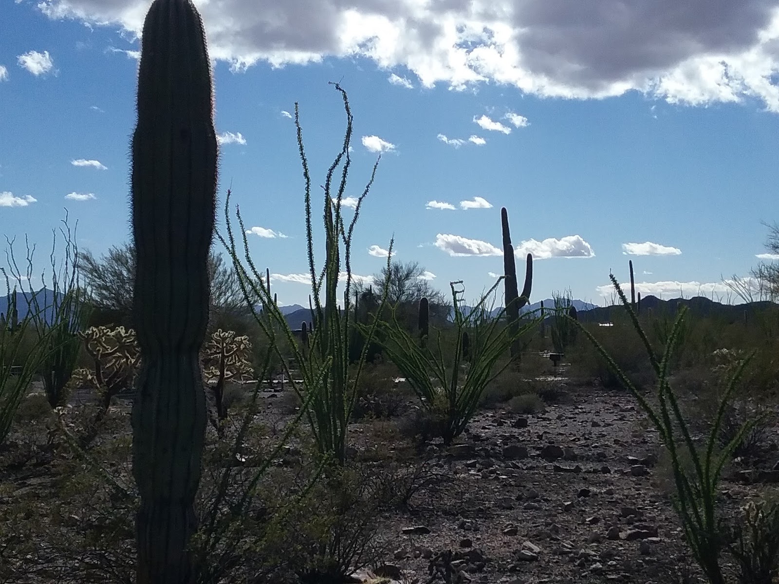 Road Runner: Quick trip to Yuma & Organ Pipe Cactus National Monument.