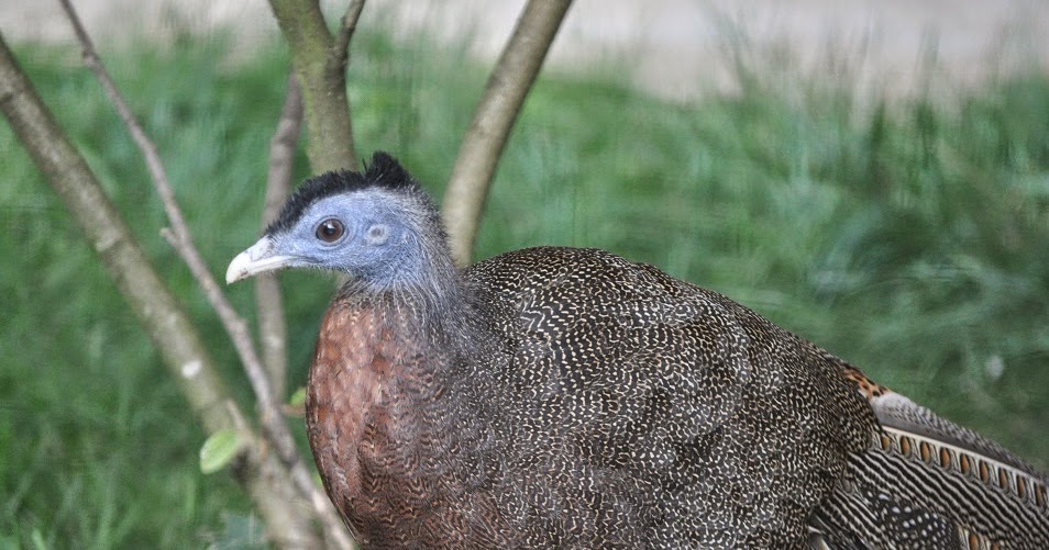 ZOOTOGRAFIANDO (6.100 ANIMALS): ARGO GIGANTE / GREAT ARGUS (Argusianus ...