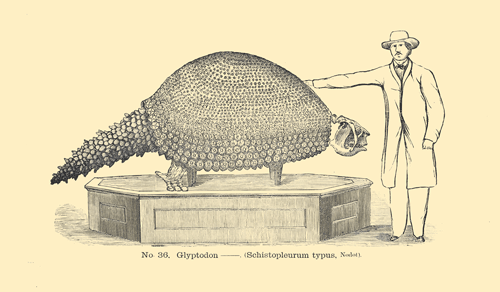 The Glass Character: Glyptodon!