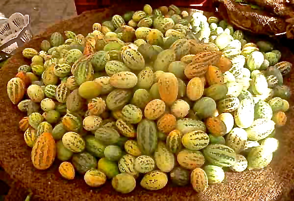 Keep Calm & Curry On: Ingredient of the Week: Kachri, Kaachri, Sane