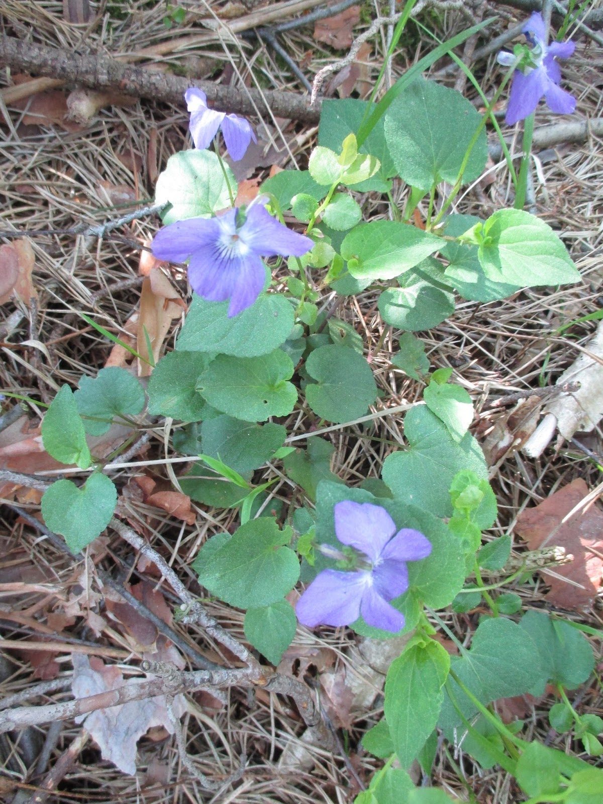 Grasmyr naturbarnehage: Blomster små, gule, blå...
