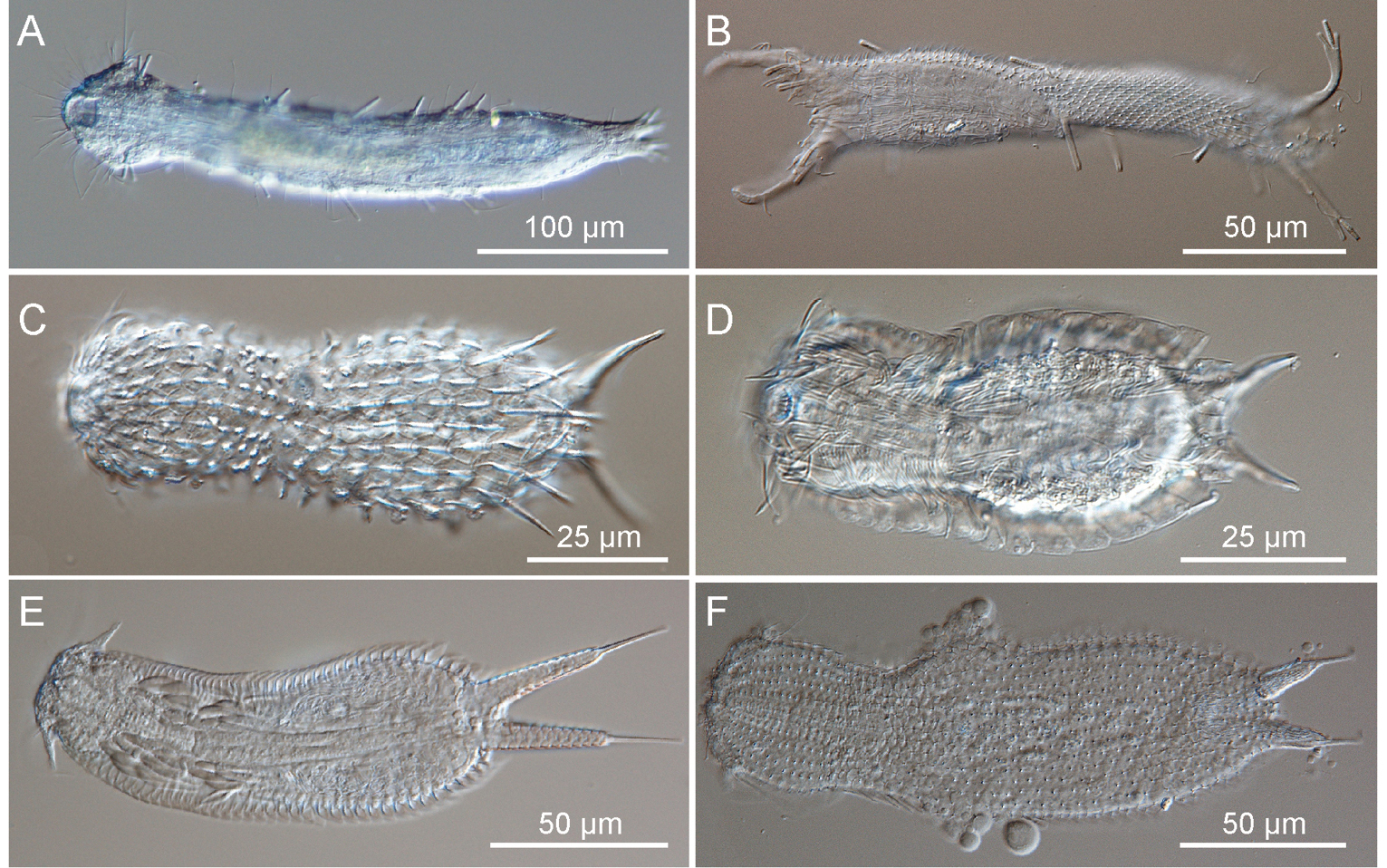 Klasifikasi 35 Filum dalam Kingdom Animalia (Hewan) - SIAP UJIAN