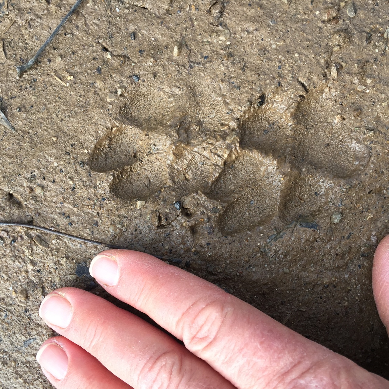 Julie Zickefoose on Blogspot: Animal Tracking School