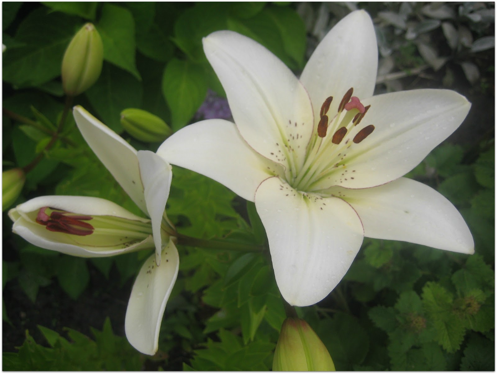 U KUR, SPU !: Manas lilijas