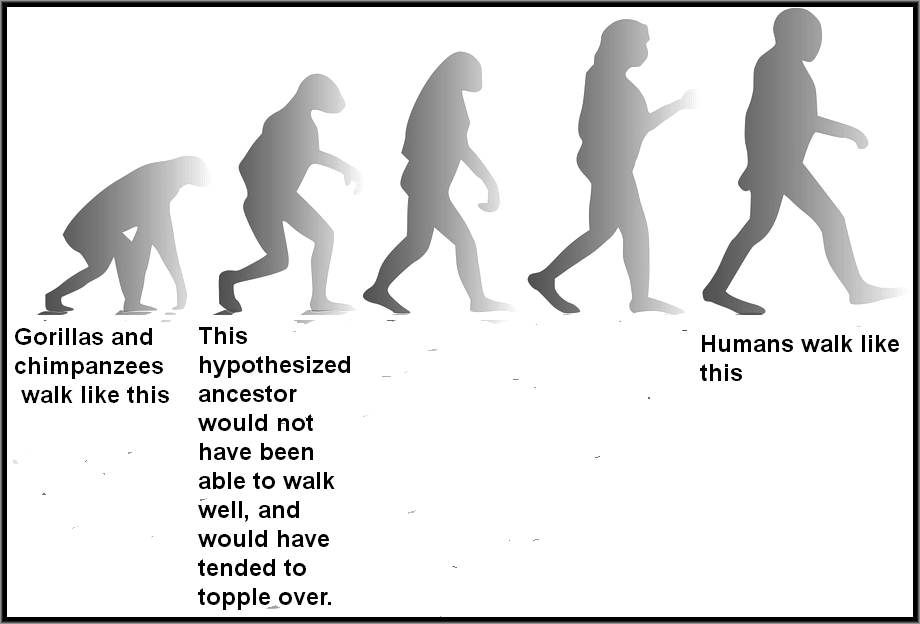 Future and Cosmos: Why the Origin of Humans Is an Unsolved Mystery