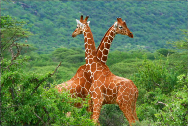 Specieopedia the free Species Encyclopedia: Giraffe