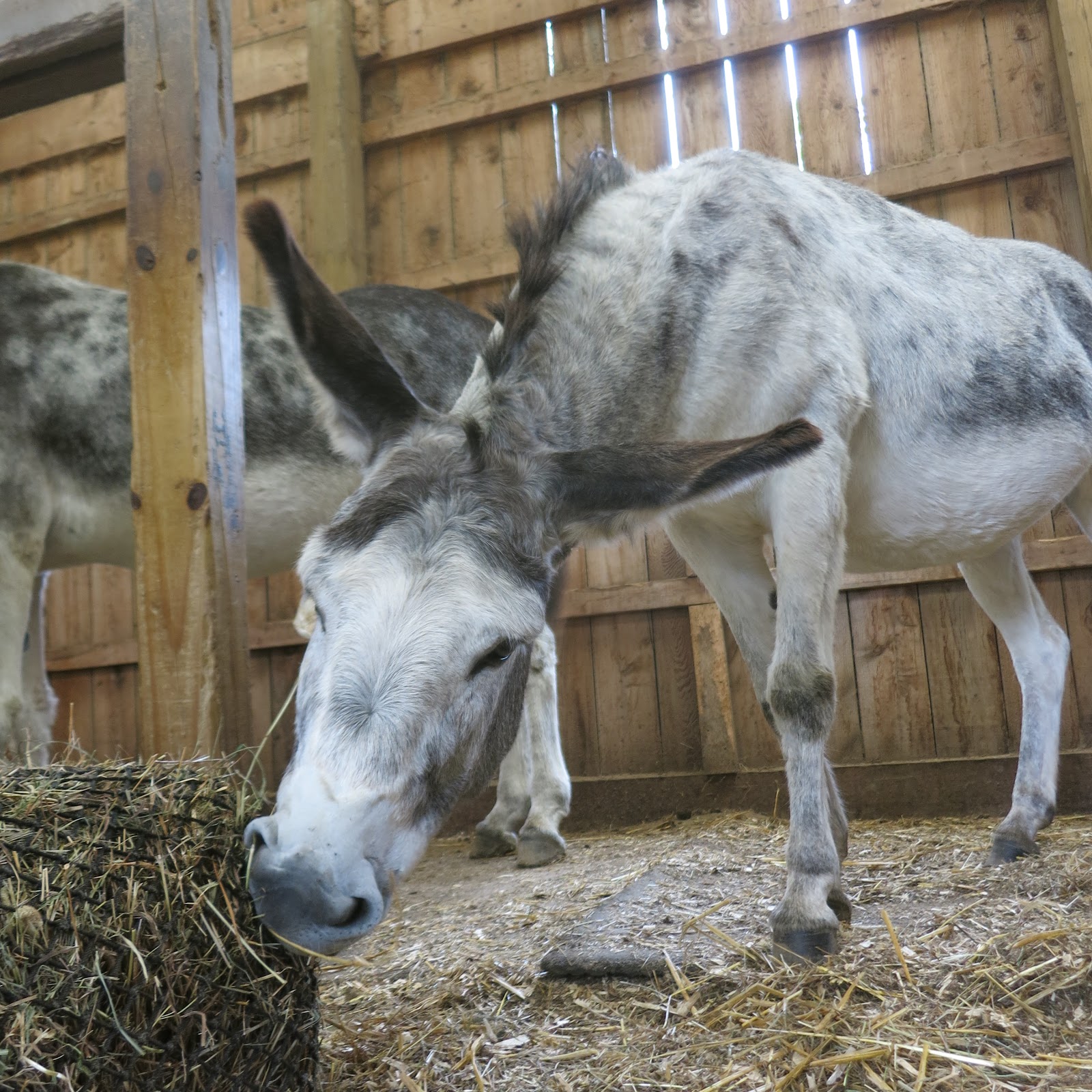 The Dancing Donkey: Random Review