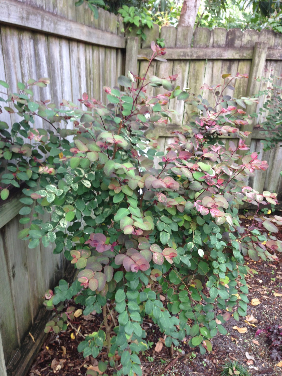 Anita's Garden Corner