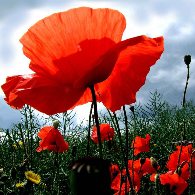 pOPpiEs on Pinterest | Paper Flowers Wedding, Memorial Day and Childhood