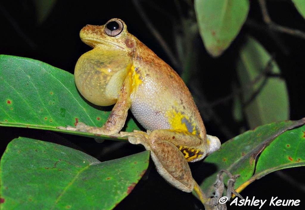 Australian Frogs Photography: KEUNEA PHOTOGRAPHY