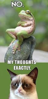 Grumpy Cat: Grumpy Frog