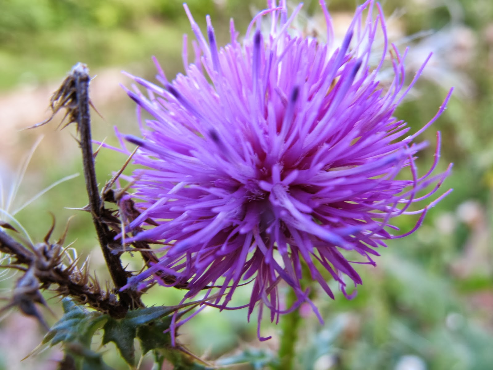 Floarea -bunica: Ciulinul