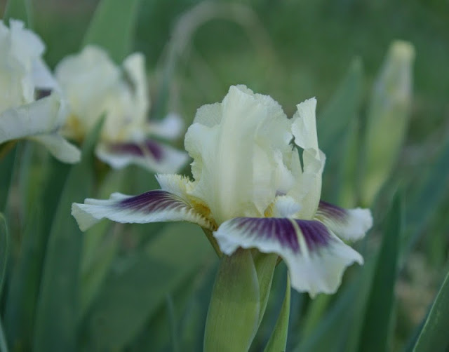 sweetbay: Wildflowers and Iris