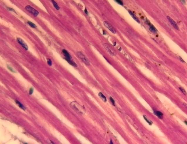 Manual interactivo de morfología celular: Morfología de células ...