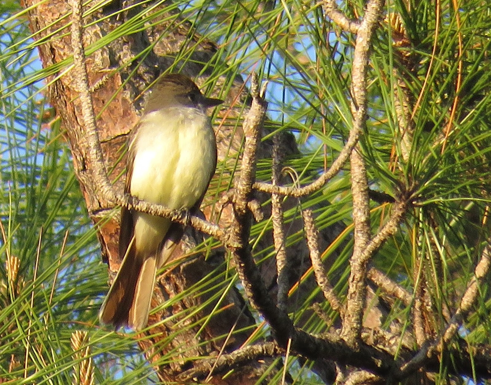 Bird & Travel Photos, Birding Sites, Bird Information: GREAT CREATED ...