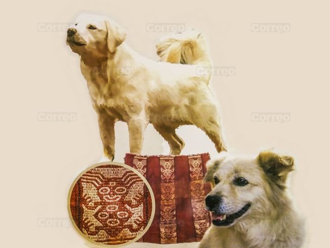 NUNCAJAMAS COCKER: EL PERRO CHIRIBAYA