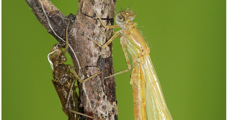 Kent Dragonflies: Newly Emerged Azure Damselfly Kent Dragonflies: Newly Emerged Azure Damselfly