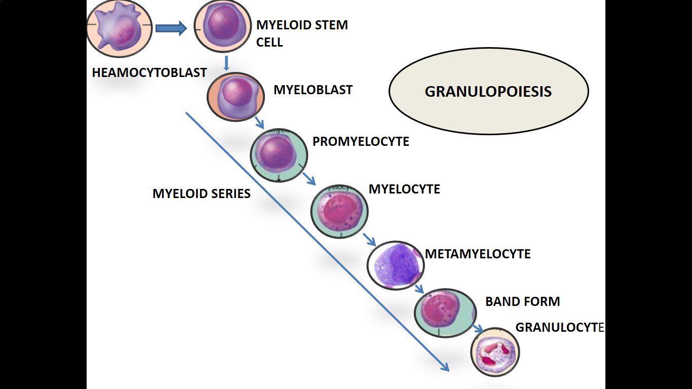 Mrdc Notes: PHYSIOLOGY BLOOD UNIT 6
