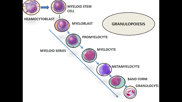Mrdc Notes: PHYSIOLOGY BLOOD UNIT 6