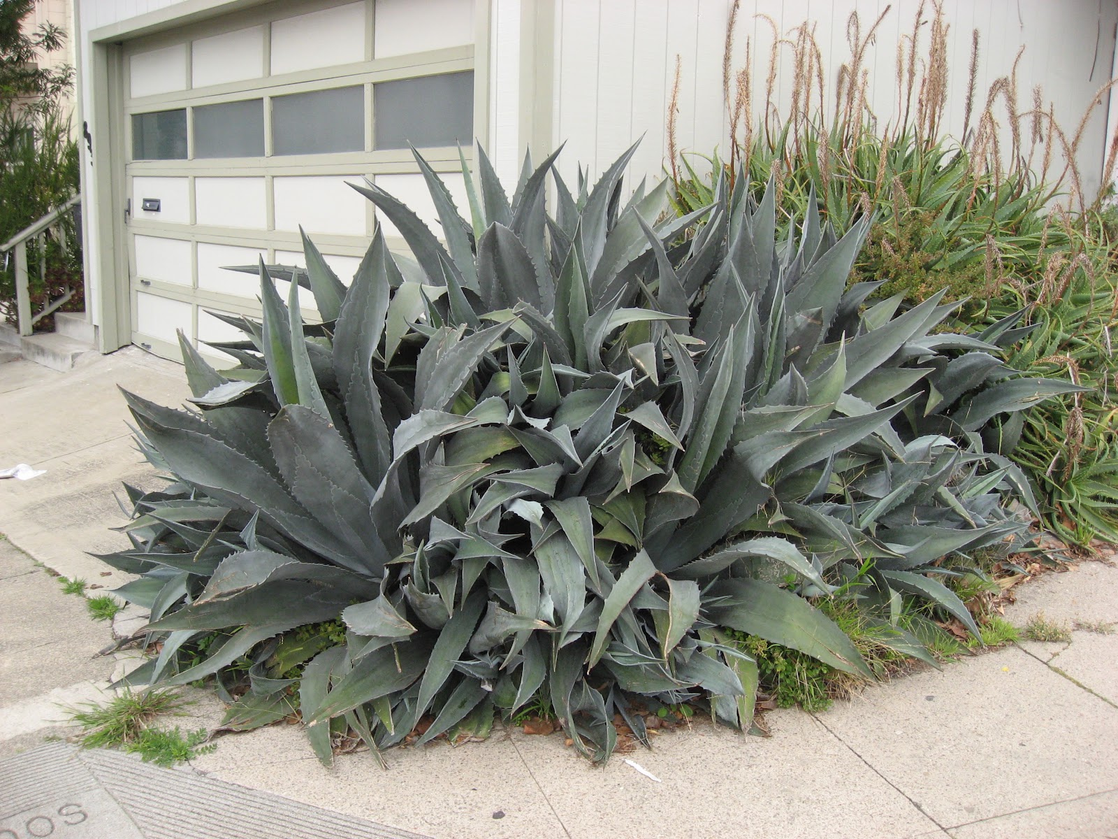 Green House, Good Life: Vacation Season, Part V: San Francisco Wrap-Up