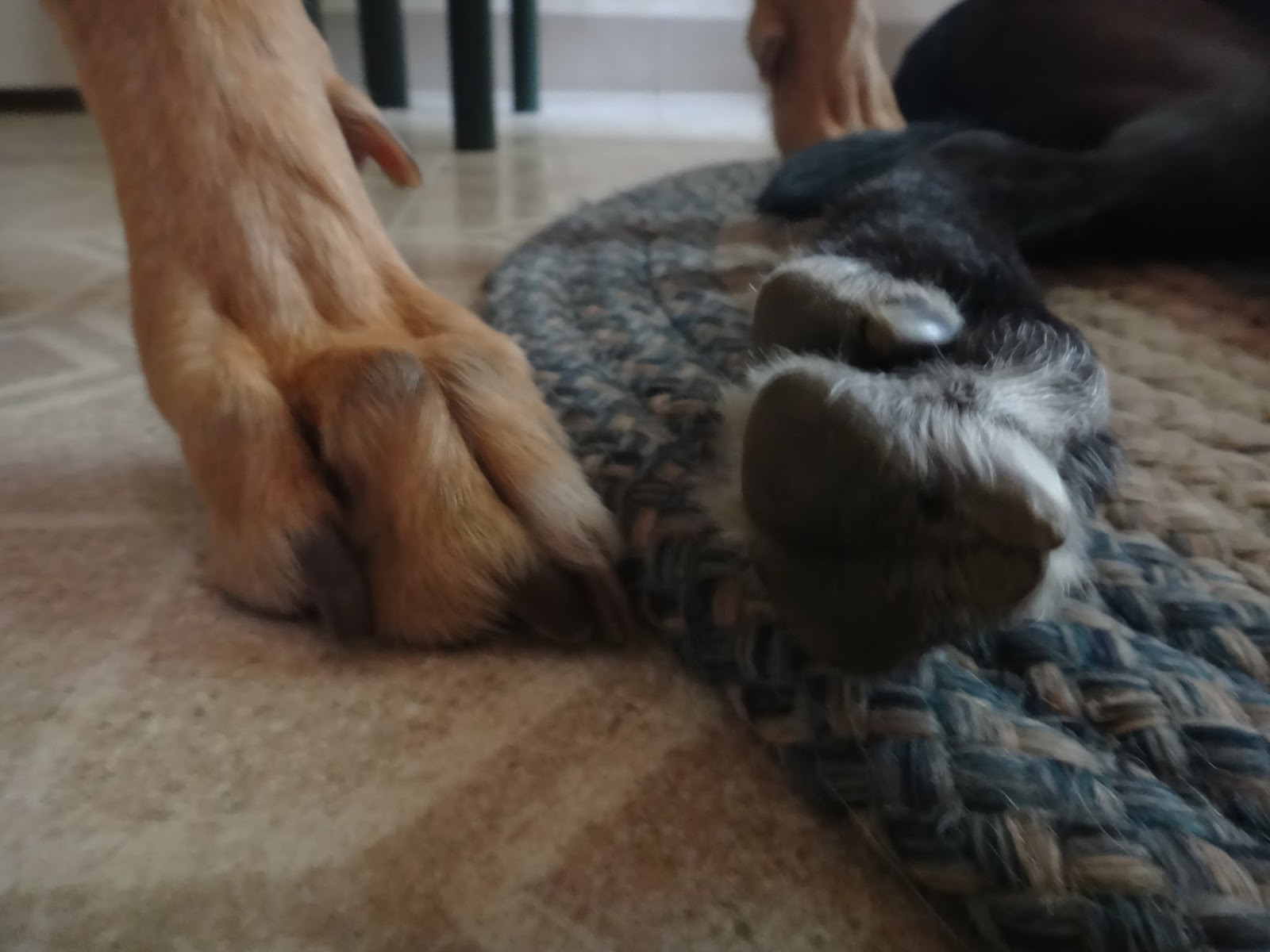 Northern Lights Greyhound Adoption Dog Blog: NLGA Photo Roundup ...