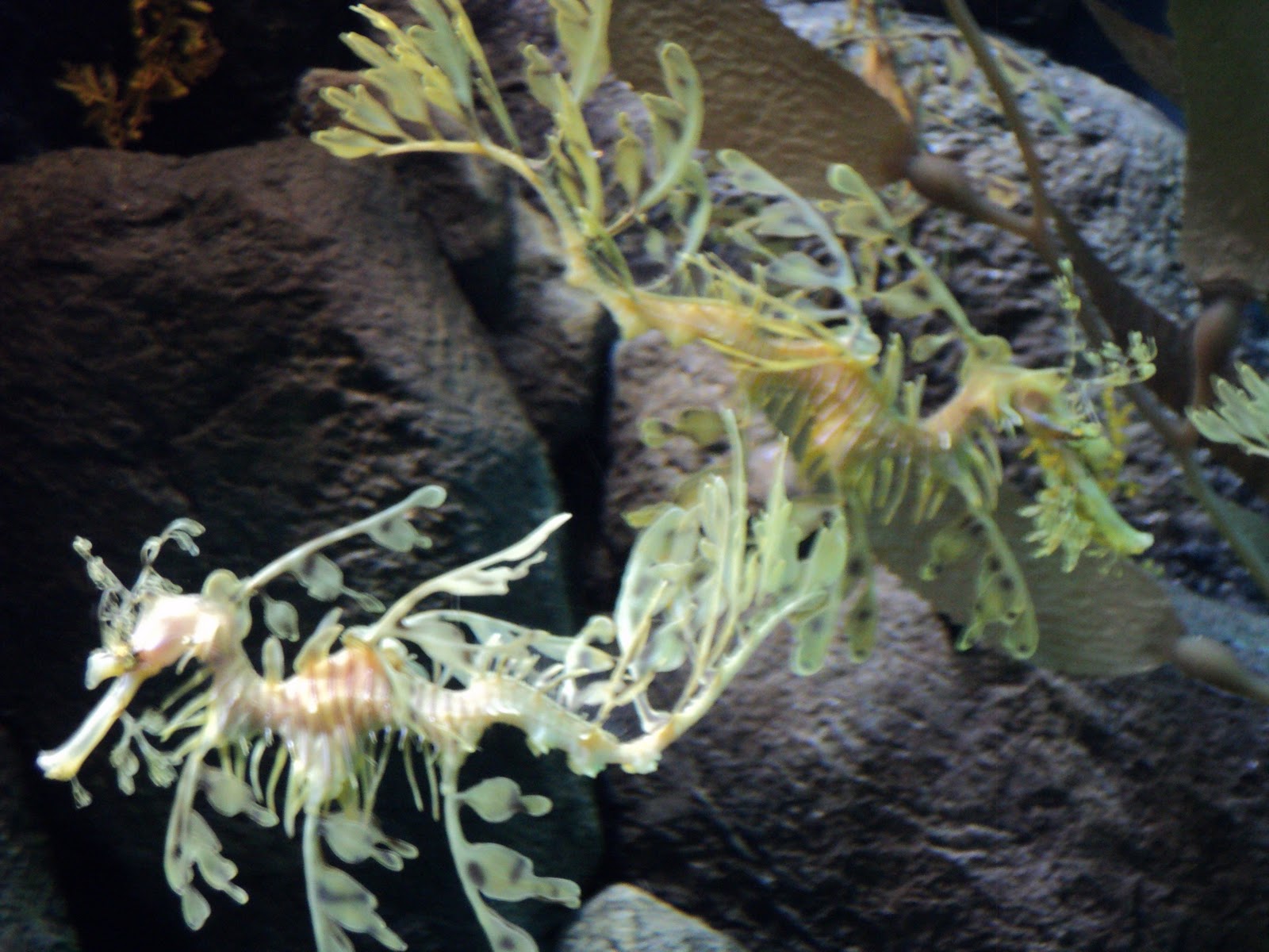 PE GINDURI: CALUTI DE MARE...