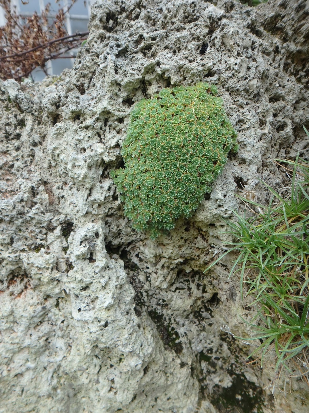 I Need A Cup of Tea: Crevice Gardens and Smarter Maintenance with Alan ...