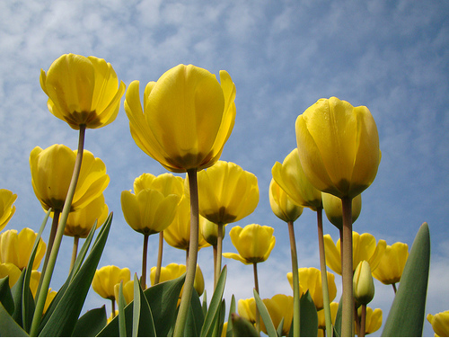 Gorgeous Tulip Pictures