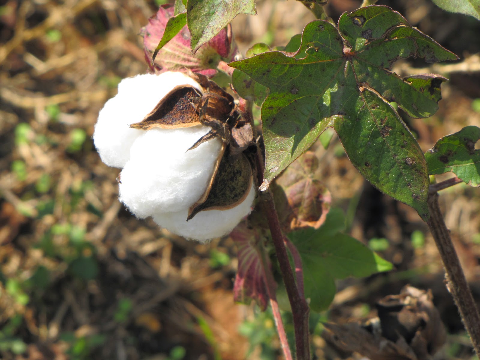 Picking Cotton