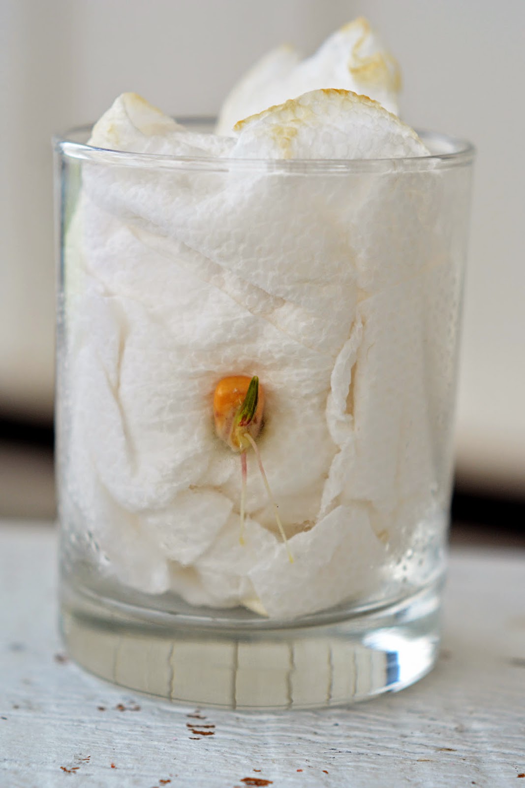 This Farm Family's Life: Corn Stalk Craft...