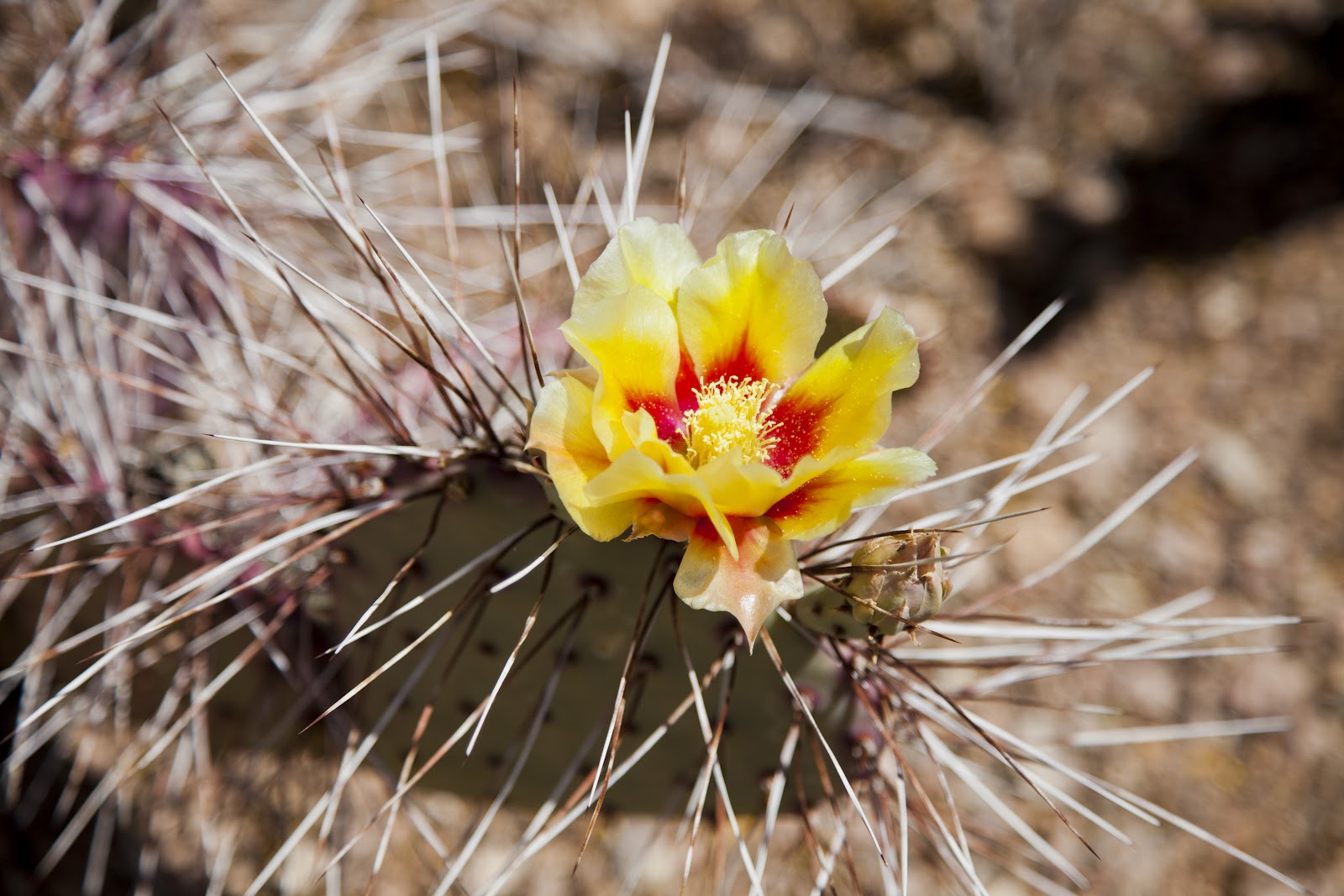 Walking Arizona: The Glory of Spring Flowers
