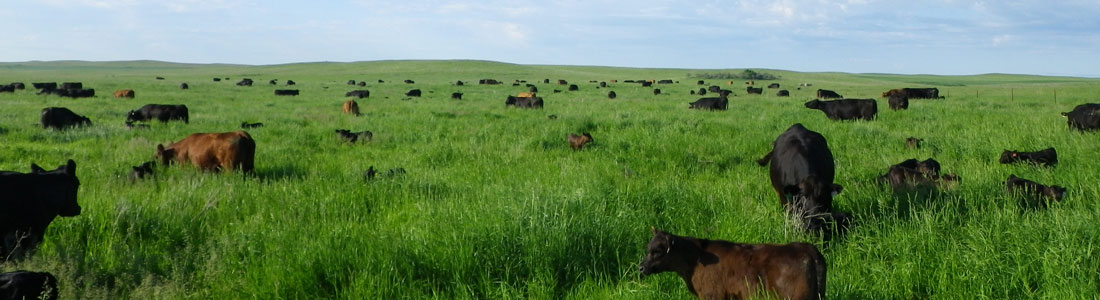 Timeless Environments: Megafauna were the "Ecosystem Engineers" not ...