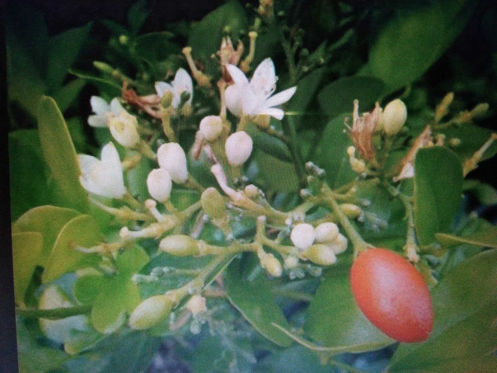 Fuziah Sulaiman blog: Jom kenali Flora BUNGA KEMUNING di Laman WOMA ...