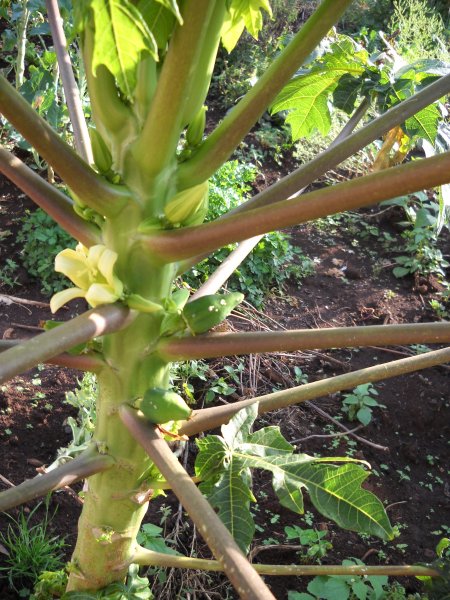 Word and Deed: Tour of McCropder Shamba