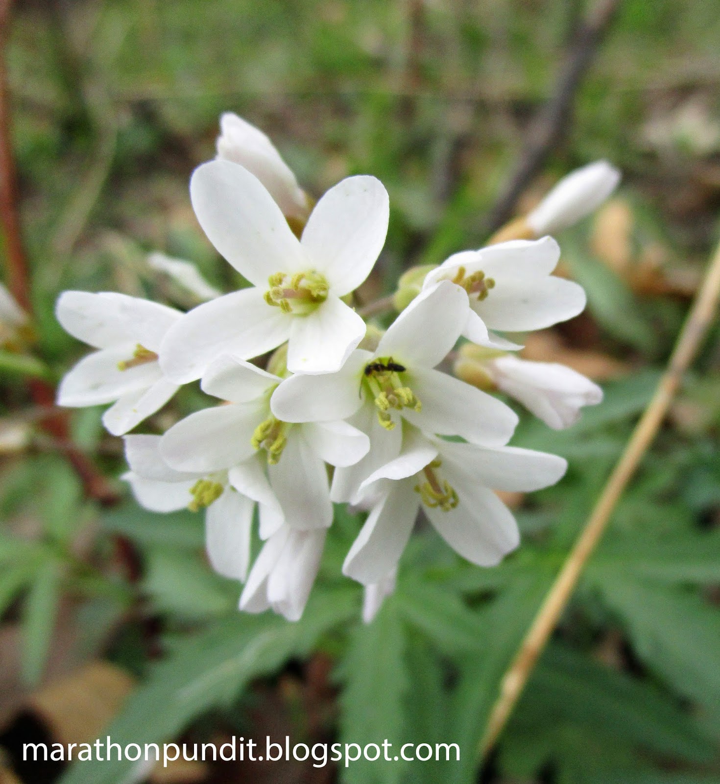Marathon Pundit: (Photos) Cutleaf toothwort