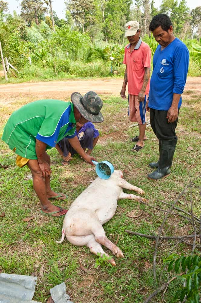 Allen's World: Squeal Like A Stuck Pig, Bleed Like A Stuck Pig