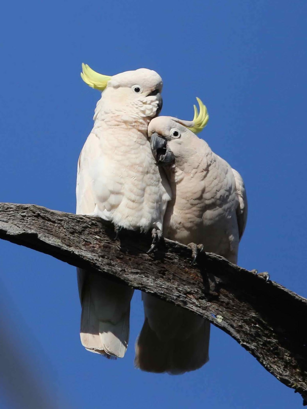 Sulfur Crested Cockatoo Behavior