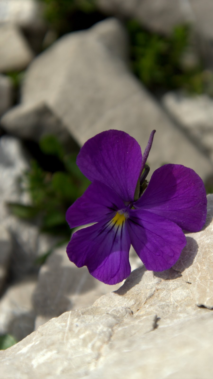 Alpenblumen: Alpen-Stiefmütterchen - Viola alpina