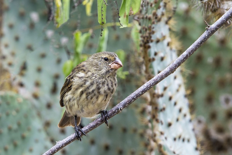 Mangrove Finches Revitalized in Galapagos - Galápagos Eco Friendly: The ...