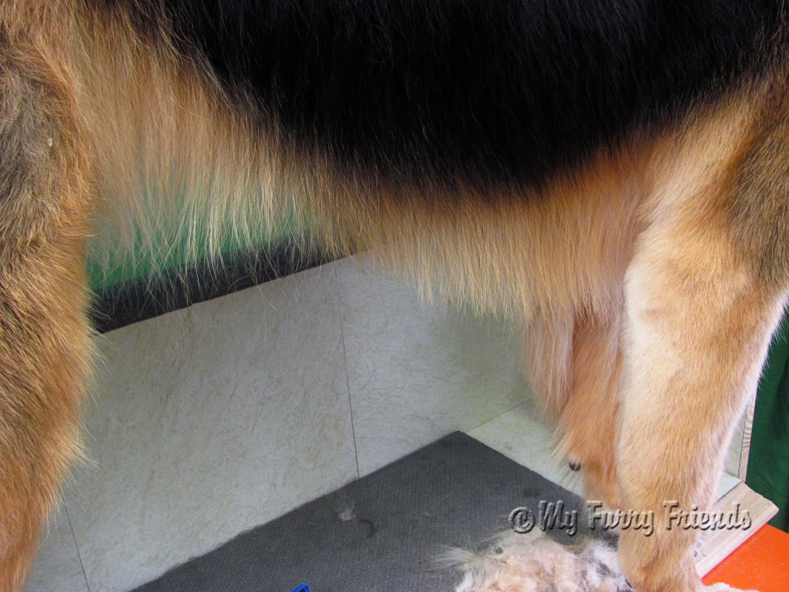 Pet Grooming: The Good, The Bad, & The Furry: Grooming a Shepard Mix
