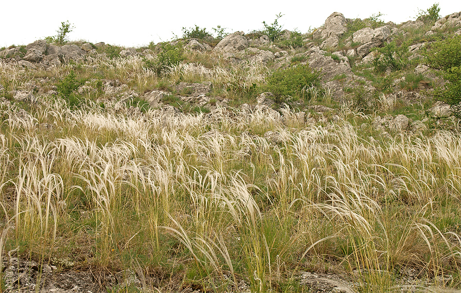 FotoBlogul lui Mihai C.: Colilia din Cheile Tureni