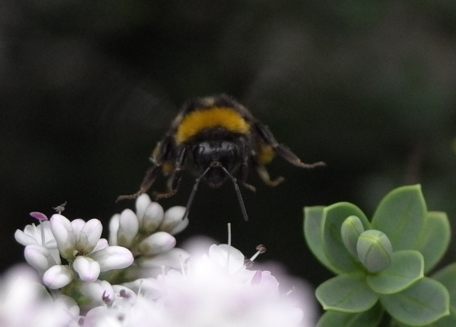 your_ears_should_hear: Bees of Summer