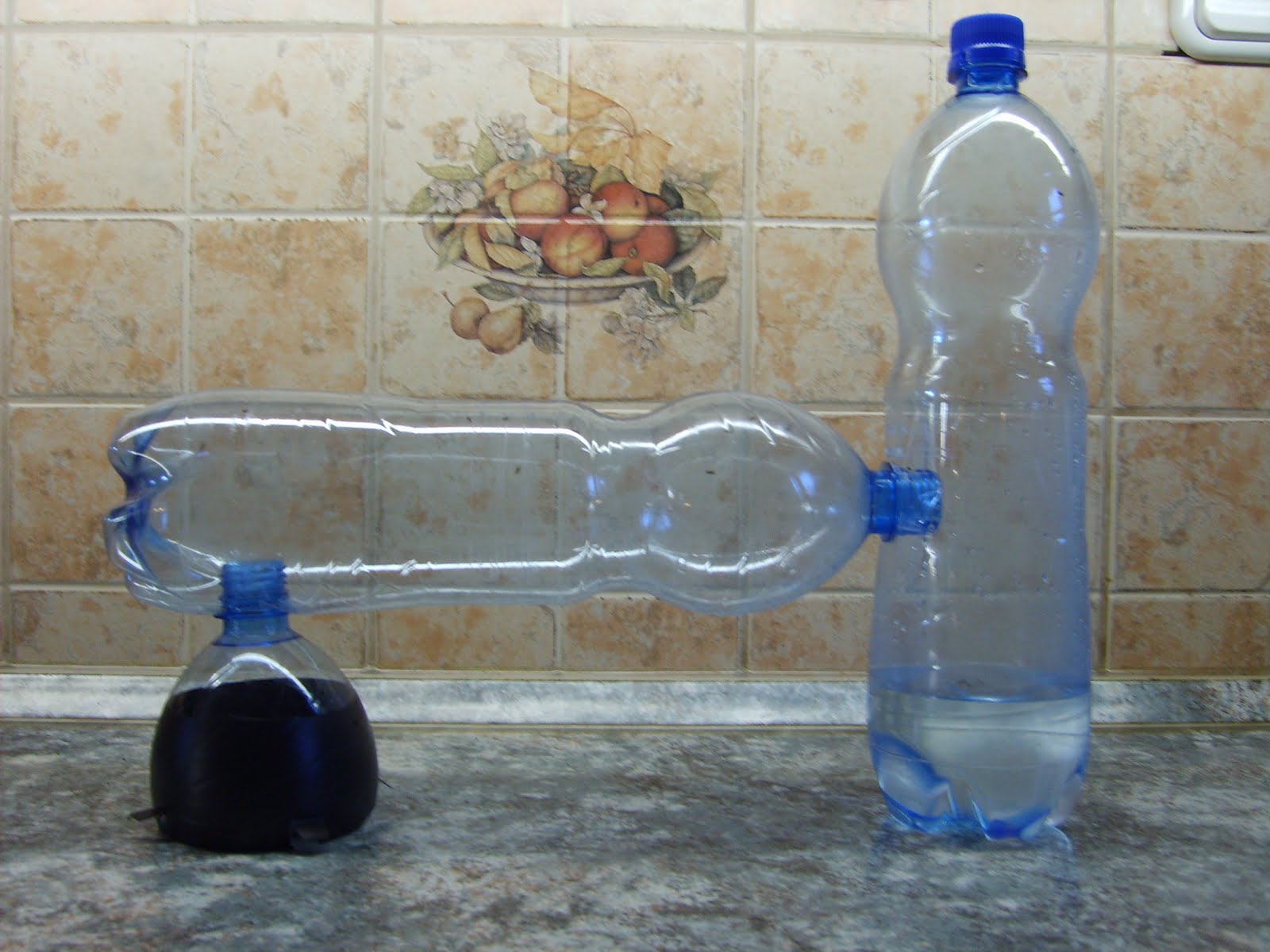 Poecilia reticulata - Guppy: Ecetmuslica (Drosophila melanogaster) csapda