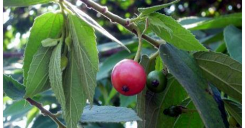 RedzWANG: Daun ceri..