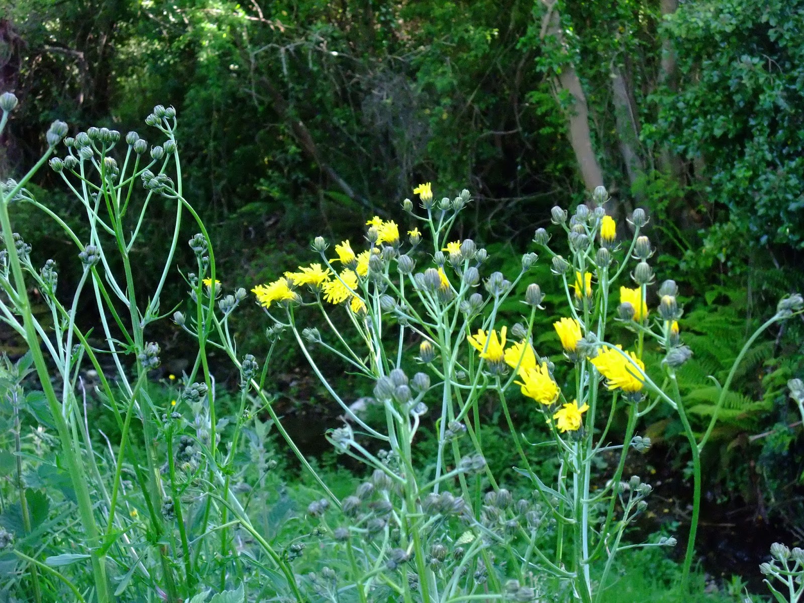 HERBAL PICNIC: WILD LETTUCE