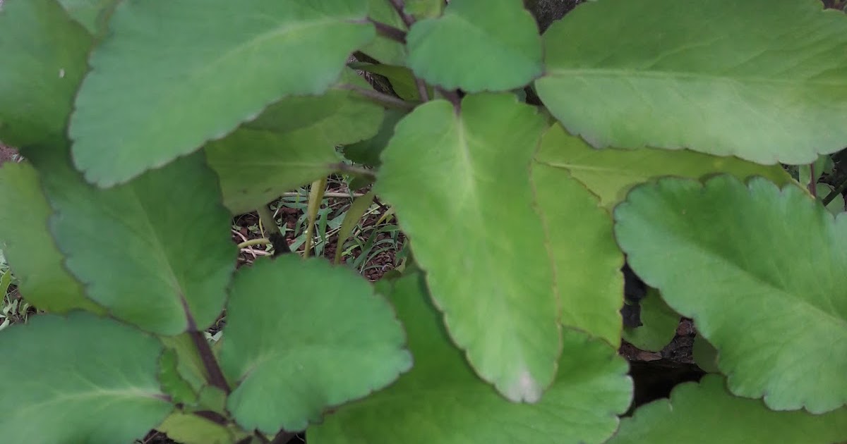 Bryophyllum pinnatum- its uses and remedies