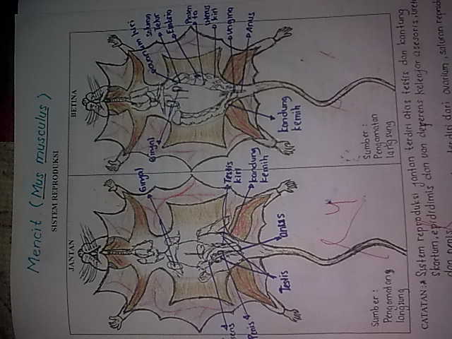 pembedahan dan gambar praktikum mencit mus musculus ( gambar dari hasil ...