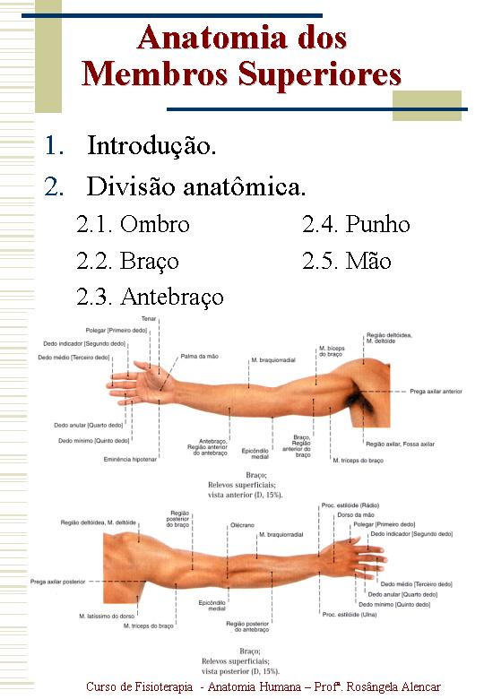 Anatomia dos membros superiores e inferiores! - ESPAÇO EDUCAR