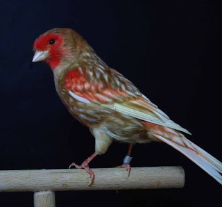 AVES ORNAMENTAIS: Mutação Phaeo